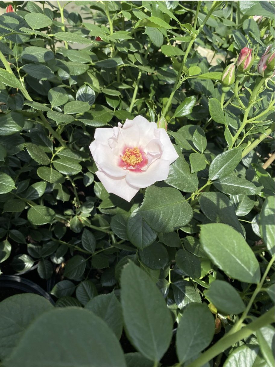70th Birthday Gift - Chawton Cottage Rose - English Roses