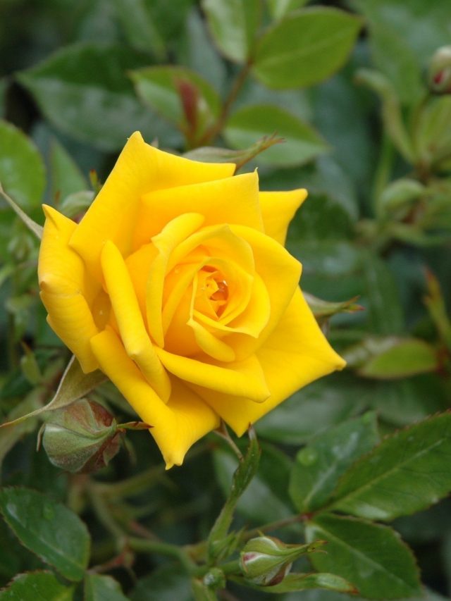Bright Star Rose Bare Root - Bee Friendly Plants - English Roses