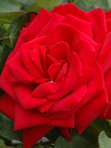 Remember Rose - Remembrance & Memorial Gifts - English Roses