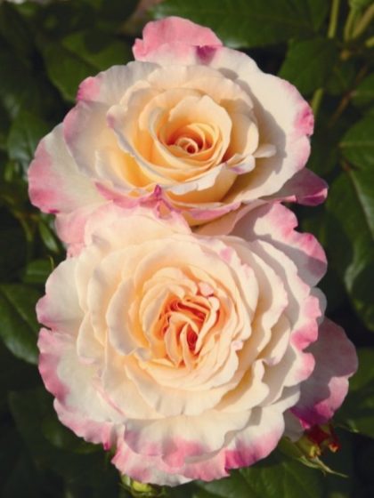 Scent From Heaven Rose - Personal And Thoughtful Gifts - English Roses