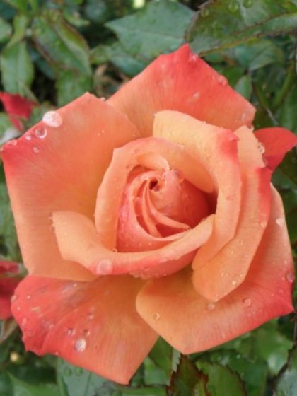 Planted Memorial Rose - Nostalgia Rose - English Roses