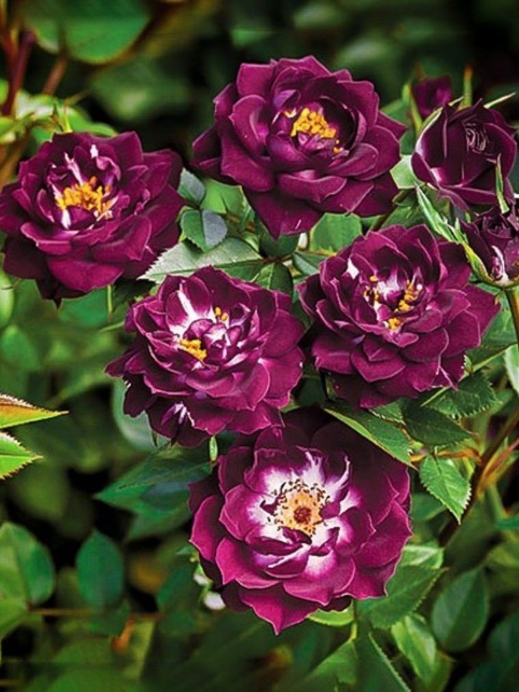 60th Wedding Anniversary Gift - Diamond Eyes Rose - English Roses