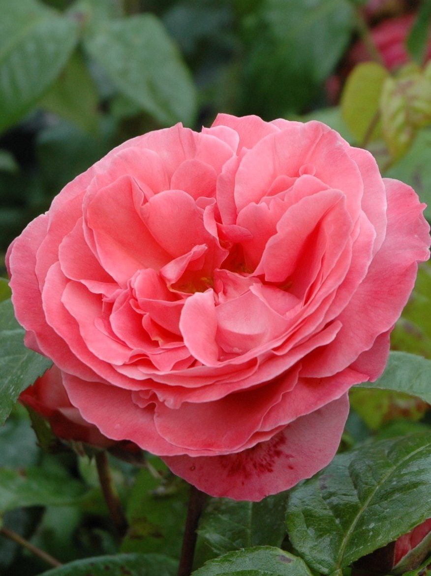 Happy Anniversary Rose - Anniversary Gift Ideas - English Roses