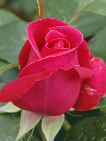 Fab @ 60 Rose - 60th Birthday - Milestone Birthday Gifts - English Roses