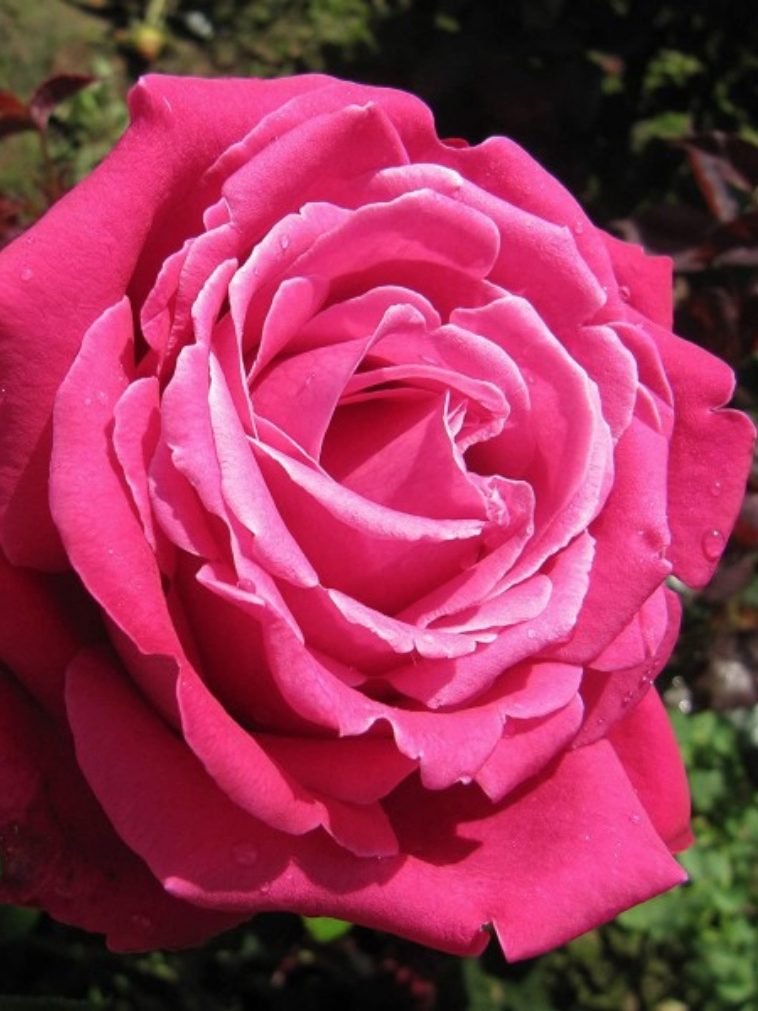 Birthday Gifts For Him - Birthday Boy Rose - Birthday Rose- English Roses