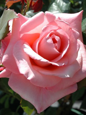 Named Roses Gifts - Roses With A Name - English Roses