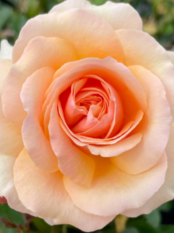 Fab @ 60 Rose - 60th Birthday - Milestone Birthday Gifts - English Roses