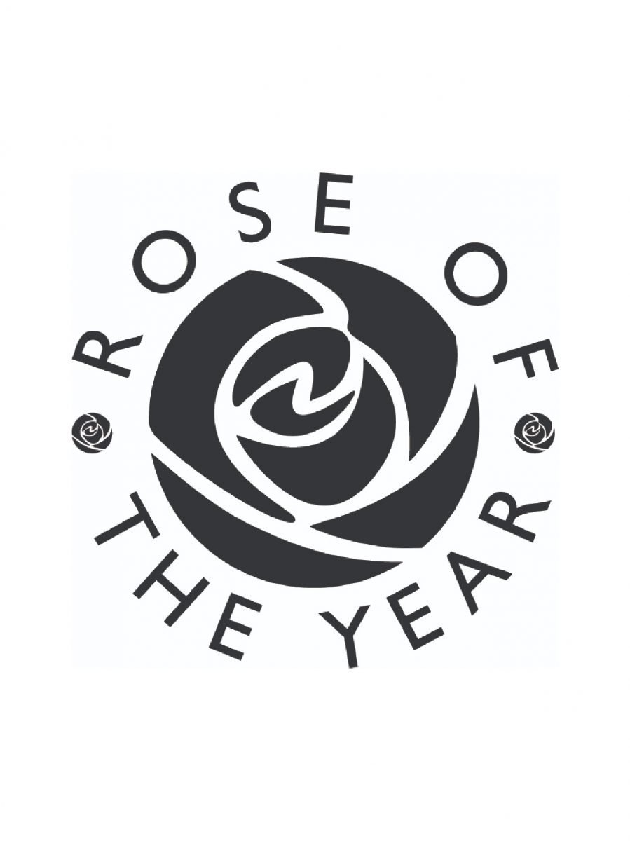 Planted 60th Birthday Rose - Champagne Moment Rose - English Roses