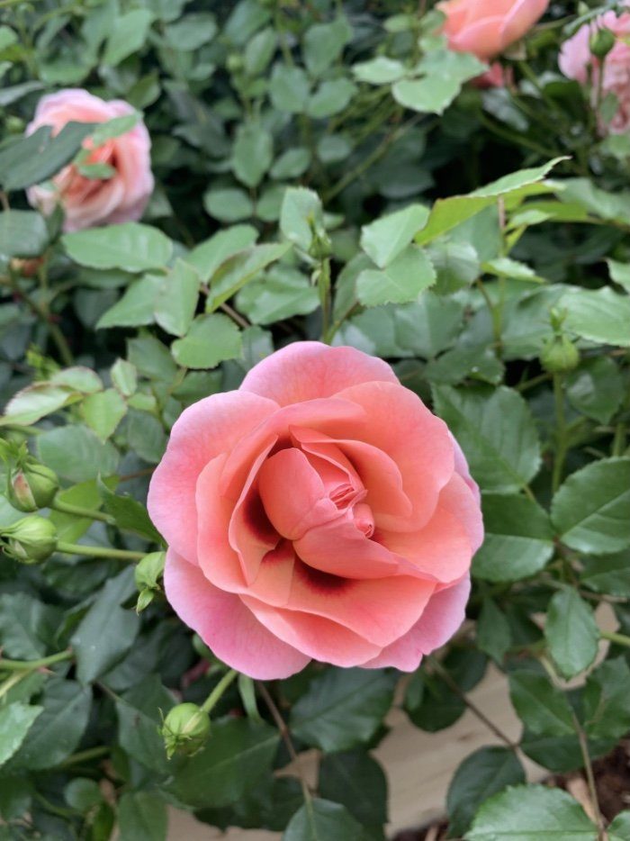 'Special Grandma' Rose Gift- Free UK Delivery - Gift Wrap - English Roses
