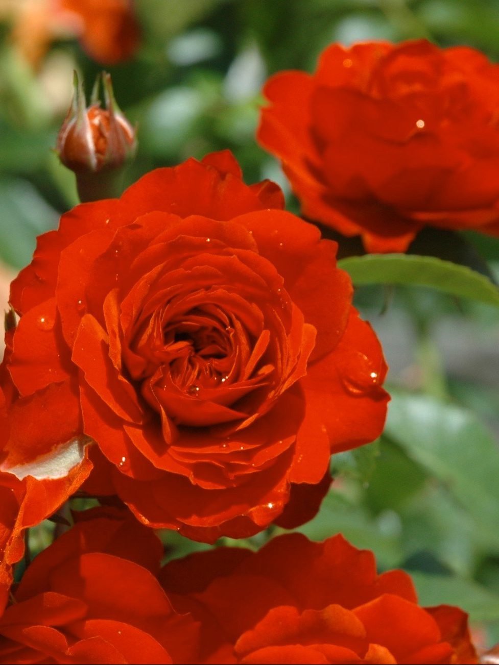 Teacher Roses - Special Wishes Rose - Gifts For Teachers - English Roses