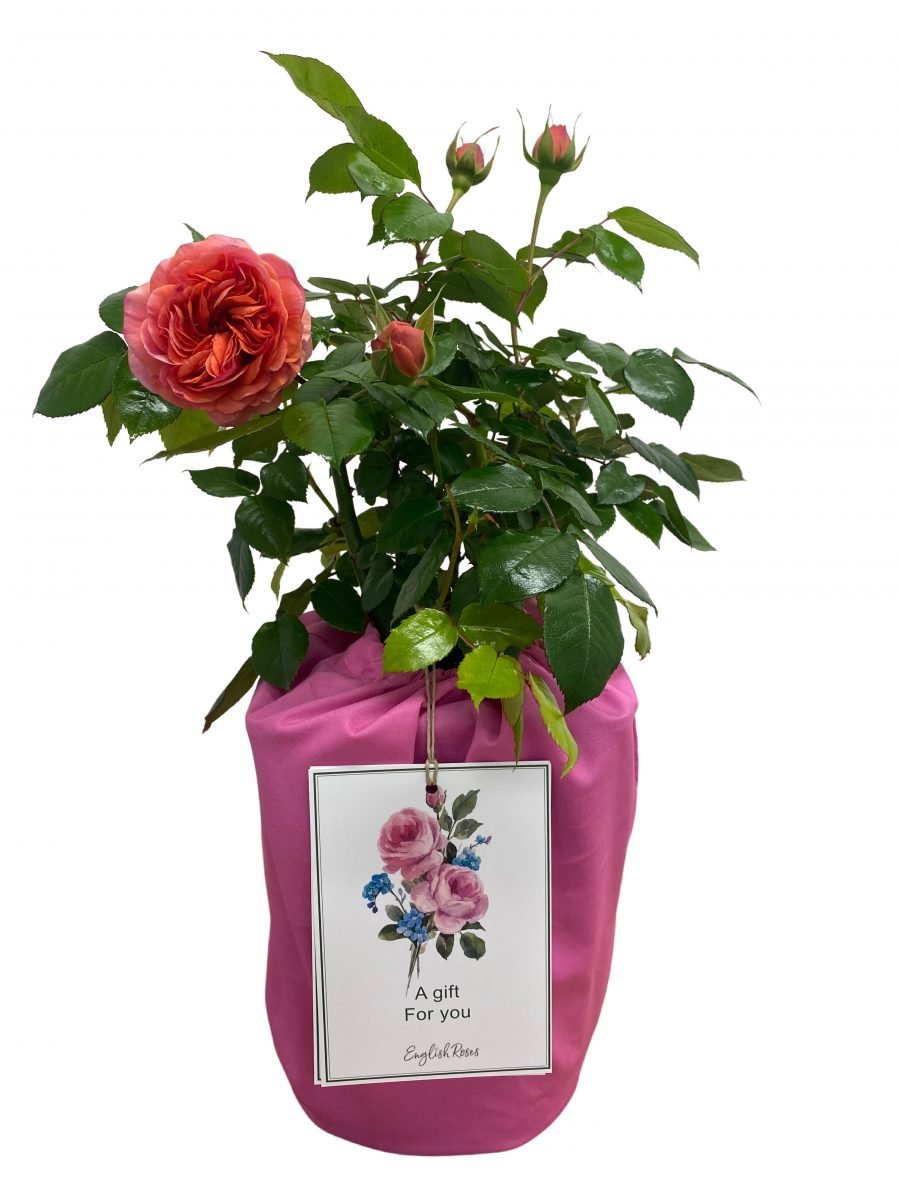 Scentimental Rose - Personal Gifts For Loved Ones - English Roses