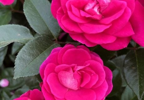 Beautiful Birthday & Anniversary Garden Roses | English Roses