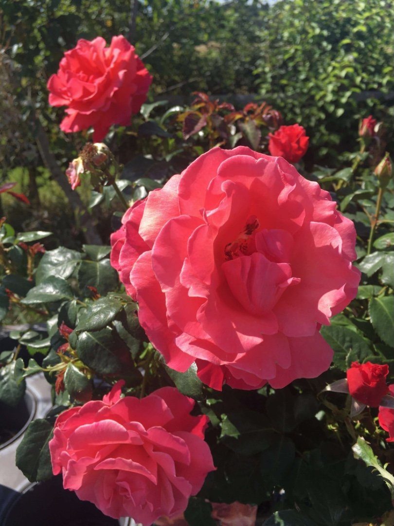 Never Forgotten Gift - Korresia Rose - English Roses