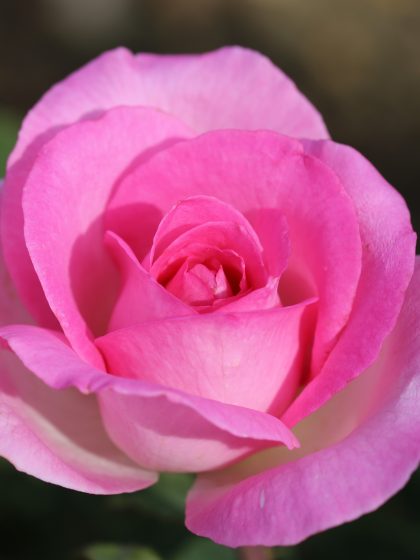 60th Birthday Ideas - 60th Birthday Roses - English Roses