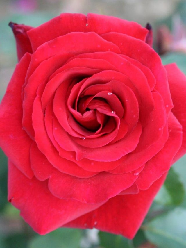 Royal William Rose Bare Root - Award Winning Roses - English Roses