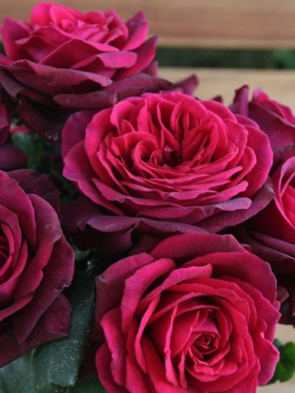 Royal Parfuma Rose - Scented Roses - English Roses