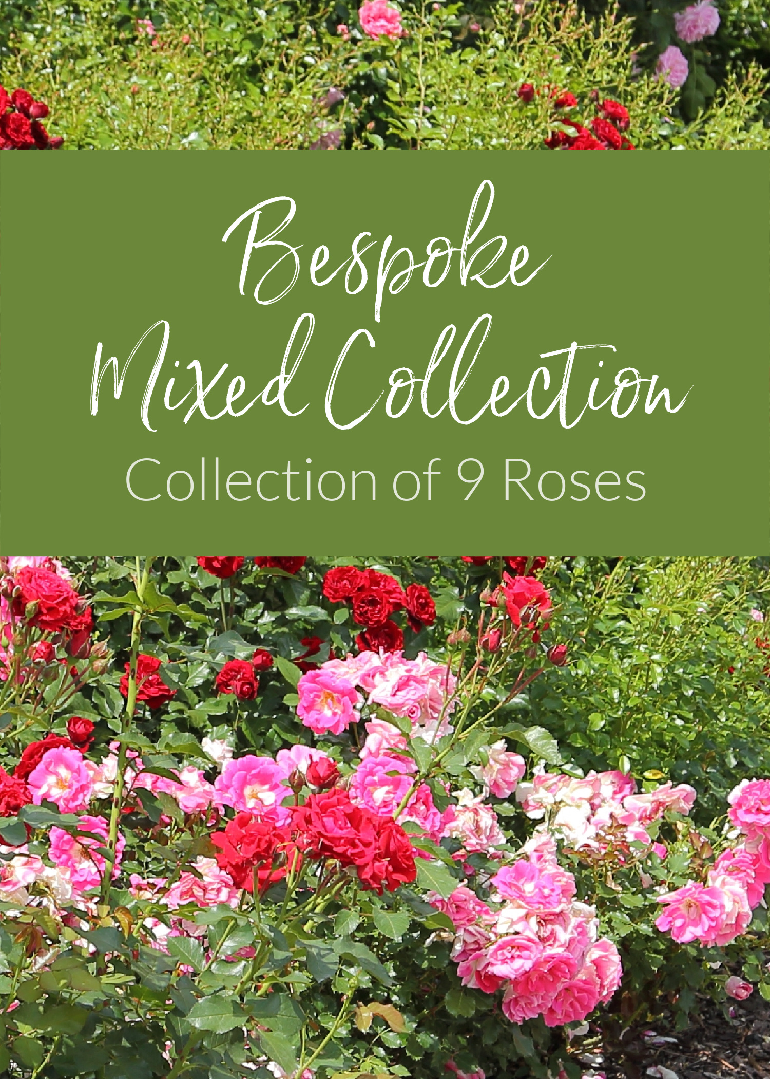 Christmas Rose Collections - Plants For Christmas - English Roses