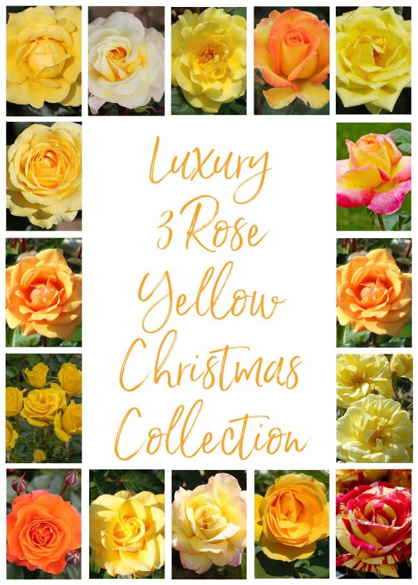 Christmas Roses - Gifts For Christmas - English Roses