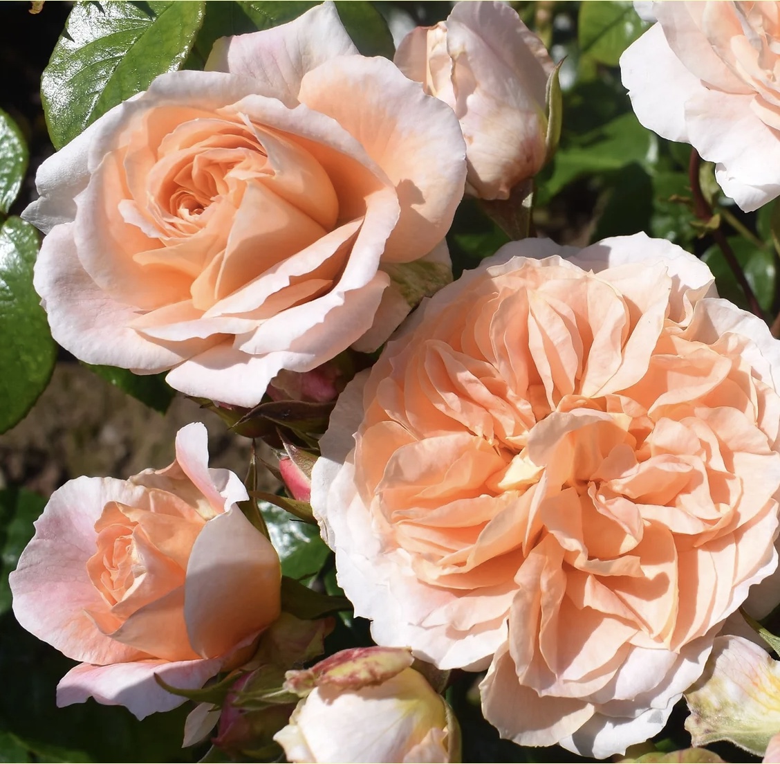 Christmas Rose - It's A Wonderful Life Rose - English Roses