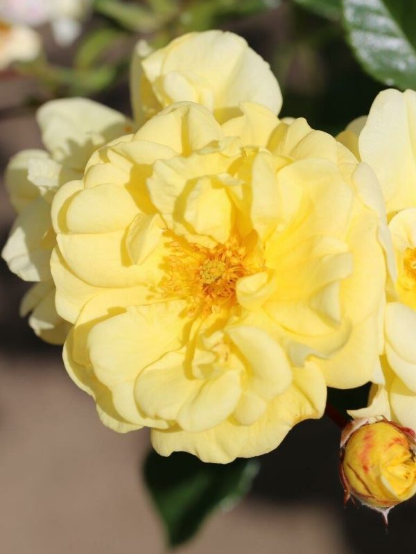 Yellow Roses - Golden Roses - Rose Gifts For Friends- English Roses