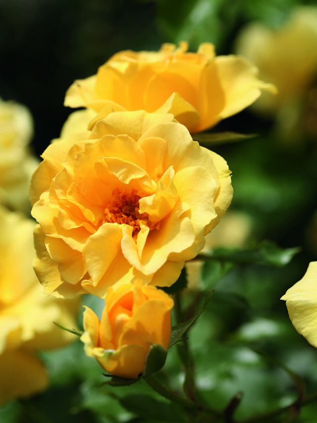 Precious Gold Rose Bare Root - Continuous Summer Colour - English Roses