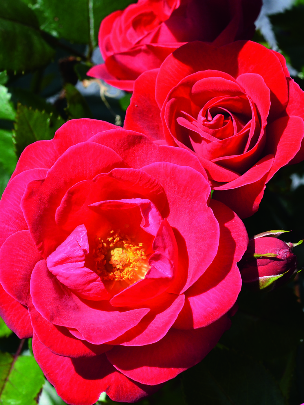Precious Ruby Rose Bare Root - Continuous Summer Colour - English Roses