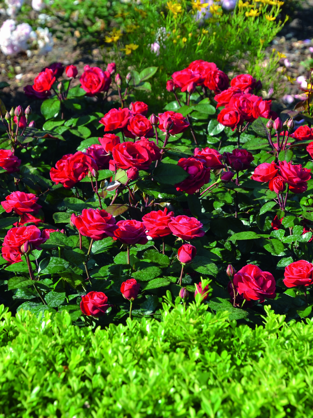Precious Ruby Rose Bare Root - Continuous Summer Colour - English Roses