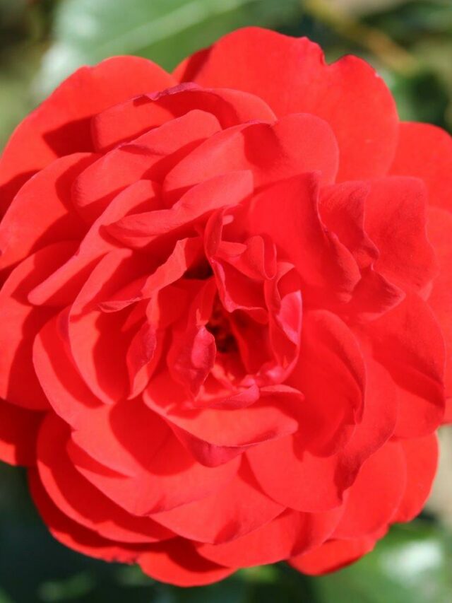 Trumpeter Rose Bare Root - Traditional Red Roses - English Roses