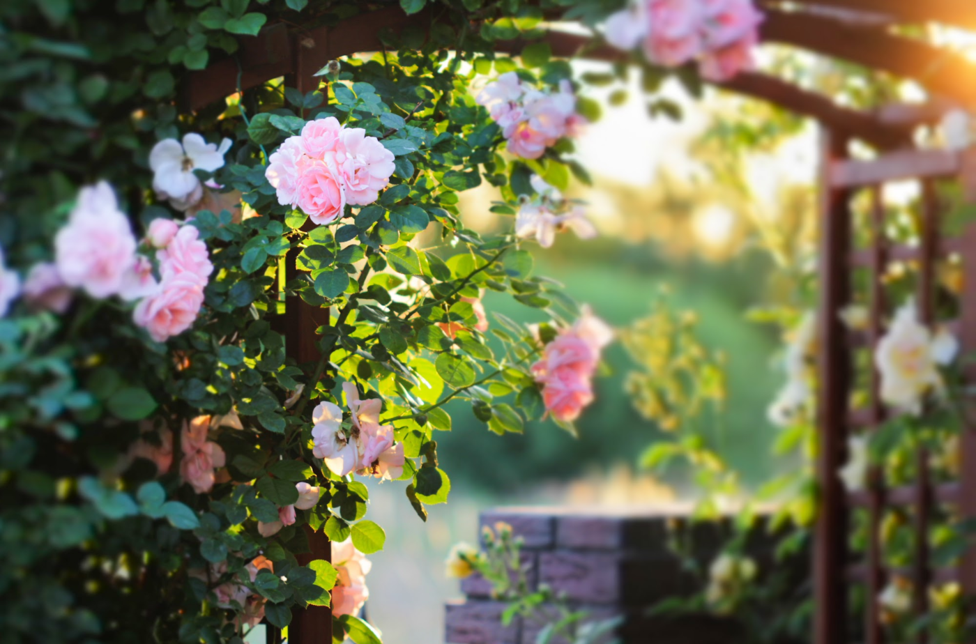Contact Us - English Roses