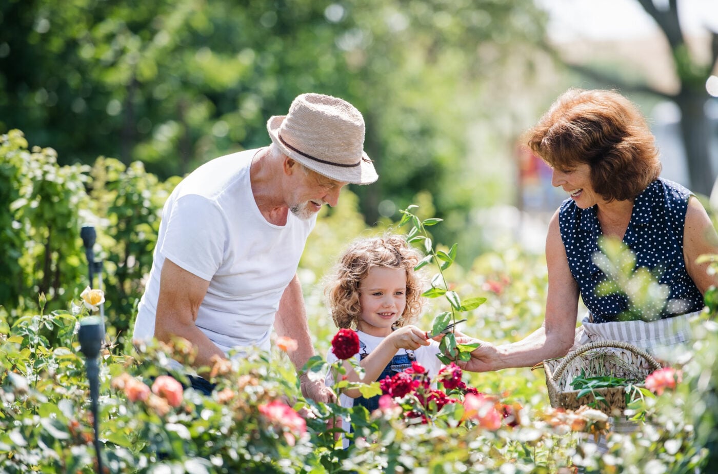 Contact Us - English Roses