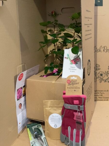 Lucky Rose - Thoughtful Gifts For All Occasions - English Roses
