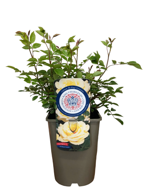 King Charles Coronation - Commemorative Roses - English Roses