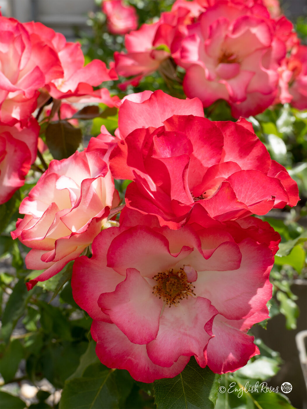Birthday Girl Rose Bare Root - Pink Birthday Roses For Her - English Roses