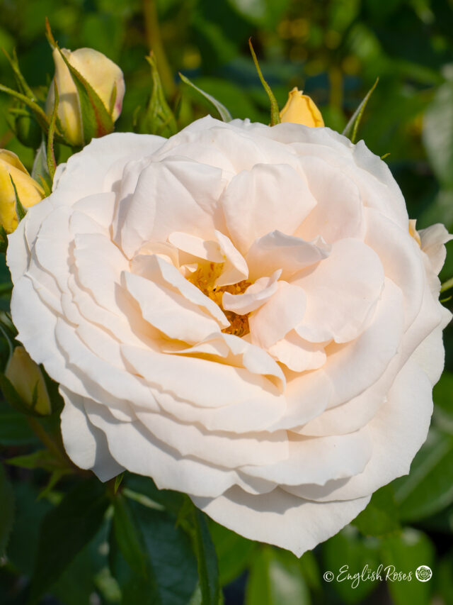 Planted 60th Birthday Rose - Champagne Moment Rose - English Roses