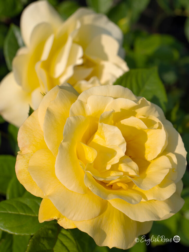 Golden Bouquet Rose Bare Root - Shining Golden Roses - English Roses