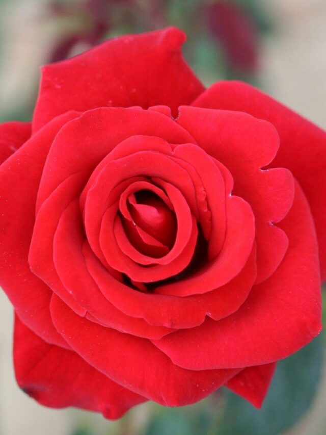 Anniversary Gifts - Anniversary Roses - English Roses