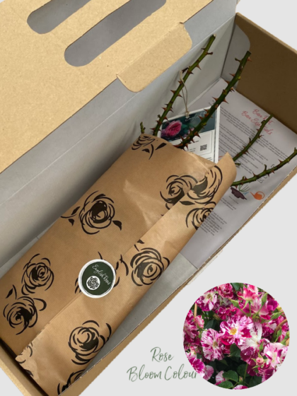 Compassion Rose Bare Root - Bare Root Climbing Roses - English Roses