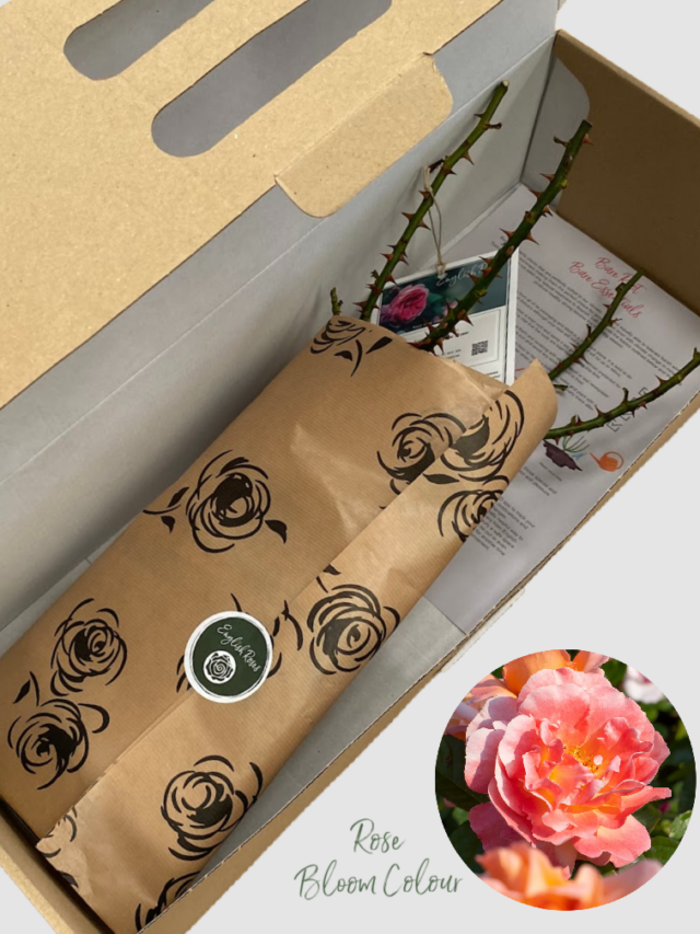 Scent From Heaven Rose Bare Root - Award Winning Roses - English Roses