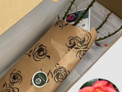 Sheila's Perfume Rose Bare Root - Colourful Scented Roses - English Roses
