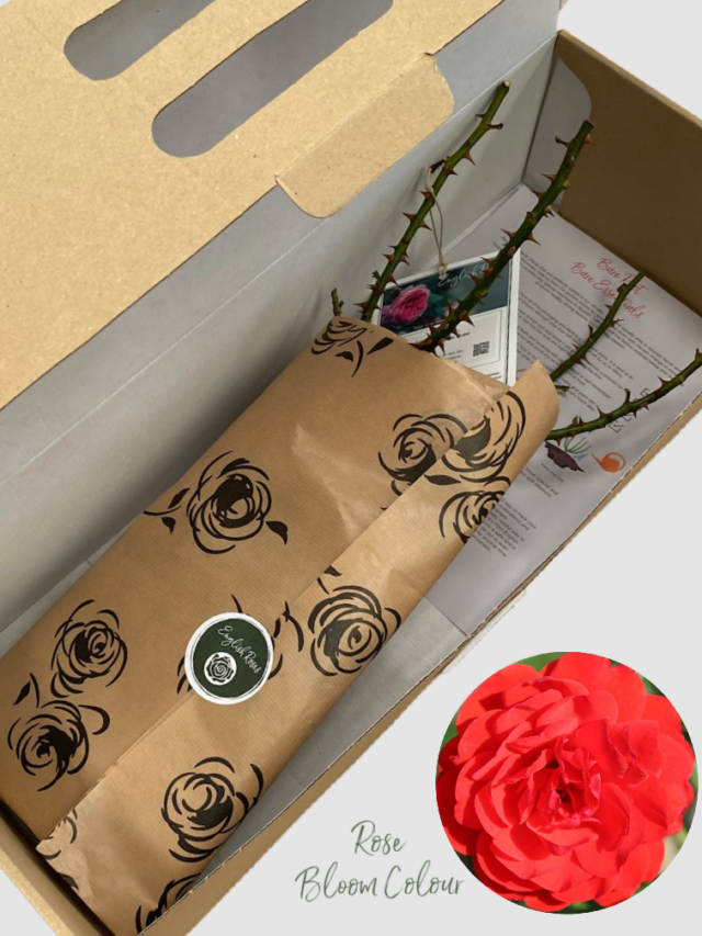 Trumpeter Rose Bare Root - Traditional Red Roses - English Roses