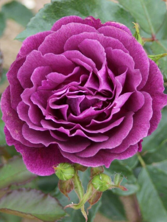 Ebb Tide Rose - Stunning Purple Roses - English Roses
