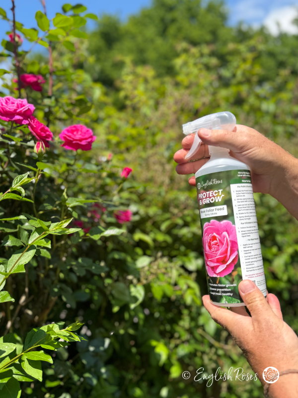 How To: Feed Your Rose - English Roses