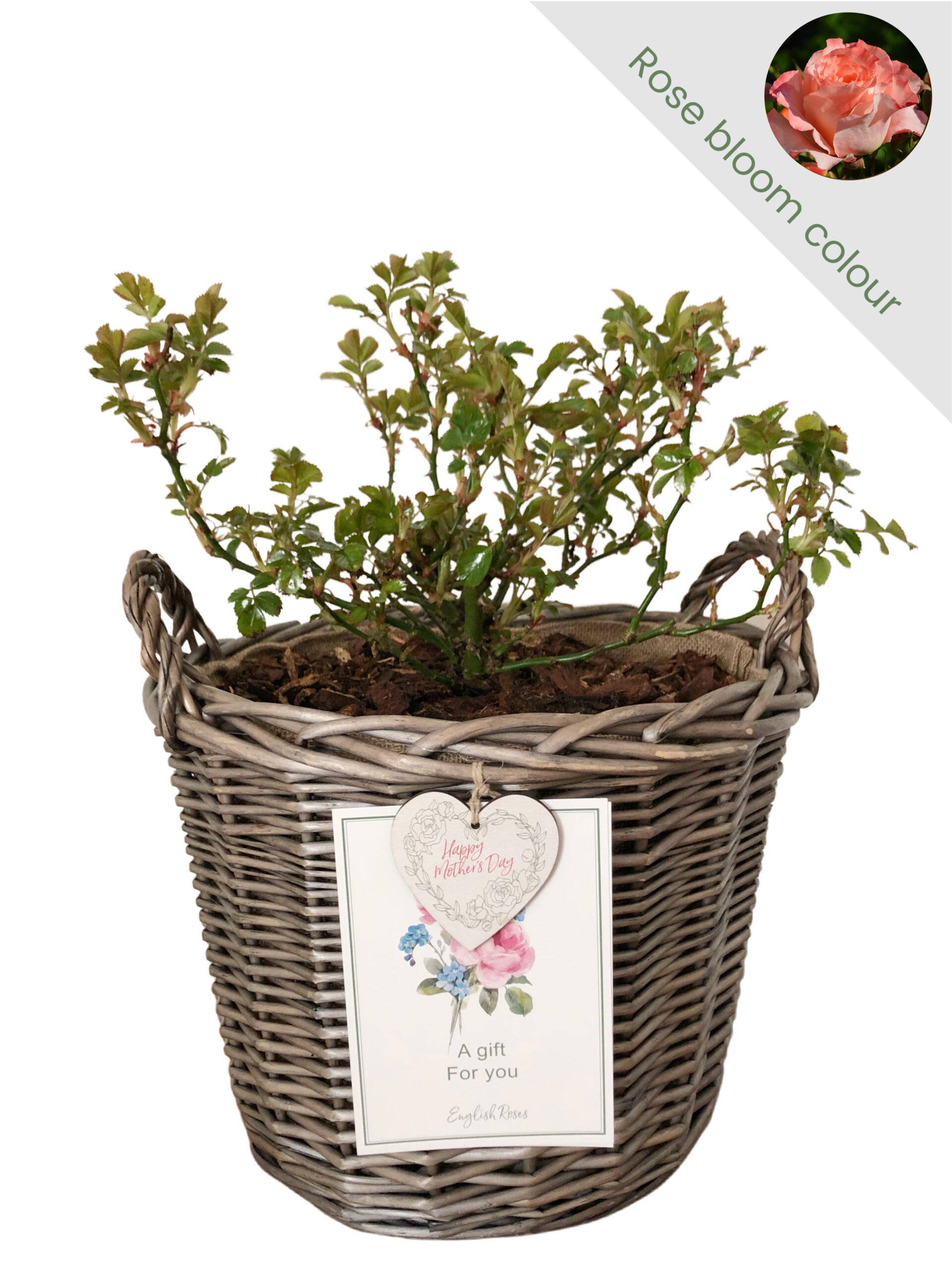 Gift Planted Roses - Pre-Planted Rose Baskets - English Roses