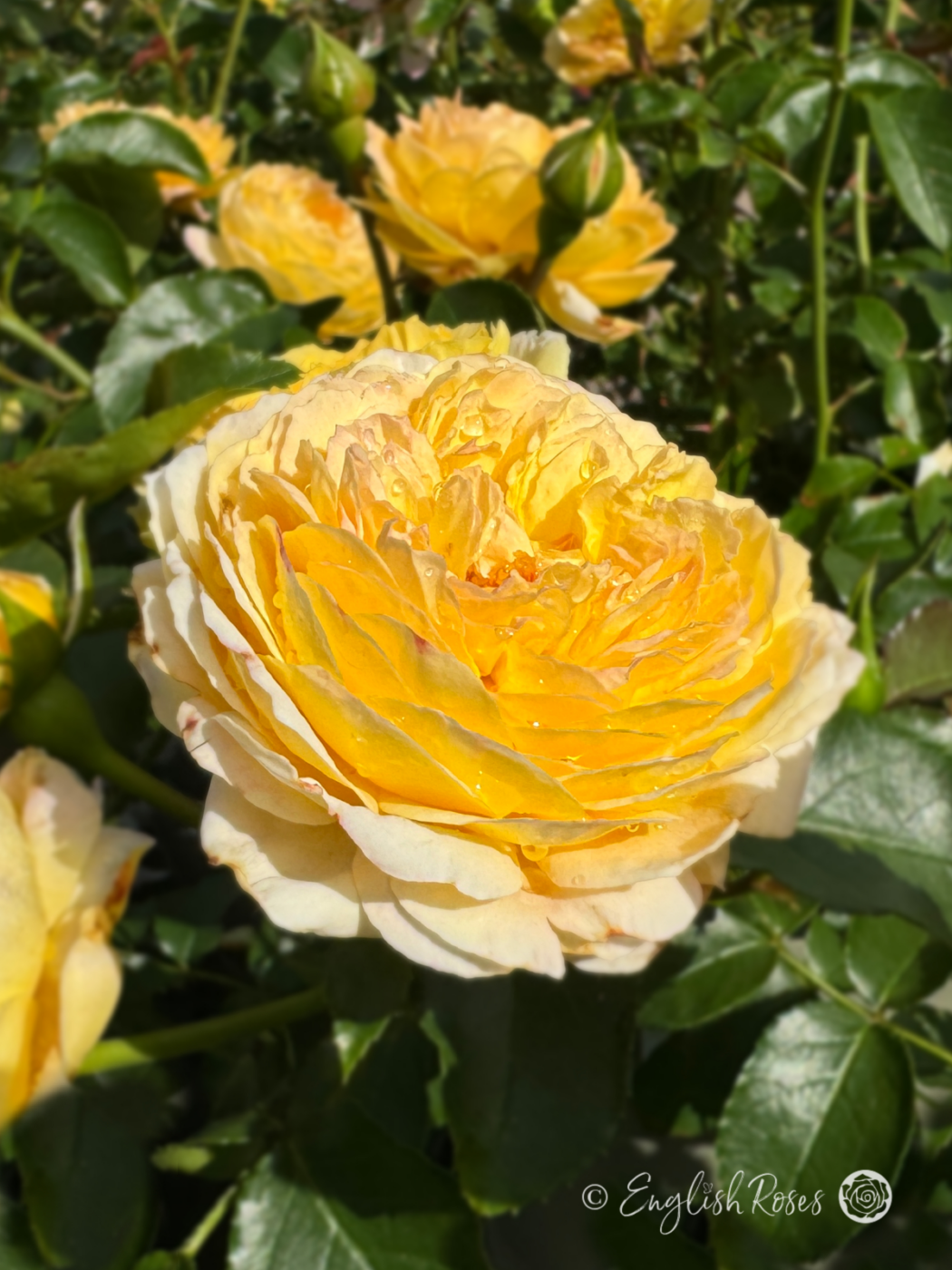 Diamond 60th Anniversary Scented Rose Gift - Belle De Jour Rose ...