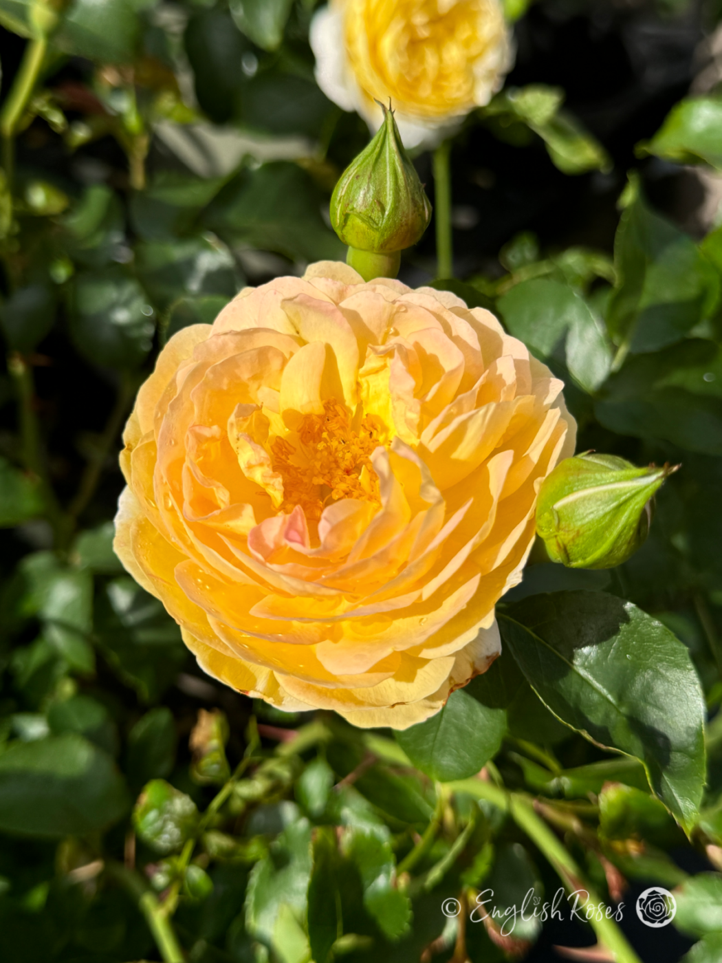 Diamond 60th Anniversary Scented Rose Gift - Belle De Jour Rose ...