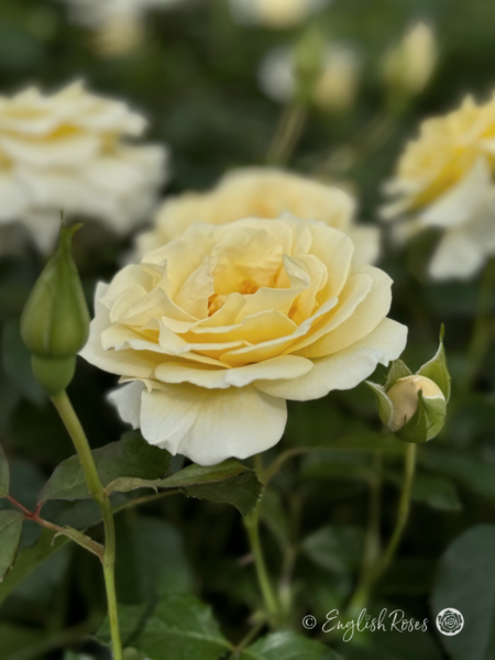 Color scheme for 60th wedding anniversary | Honestweddingadvice.com