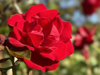 Dublin Bay Rose - Red Climbing Roses - English Roses