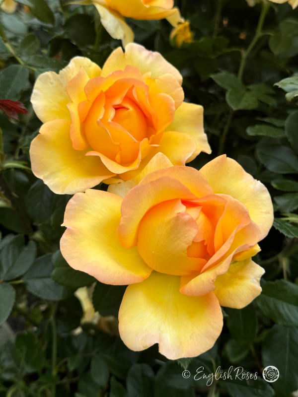 Multi Coloured Roses - Striped Roses - Two-Tone Roses - English Roses