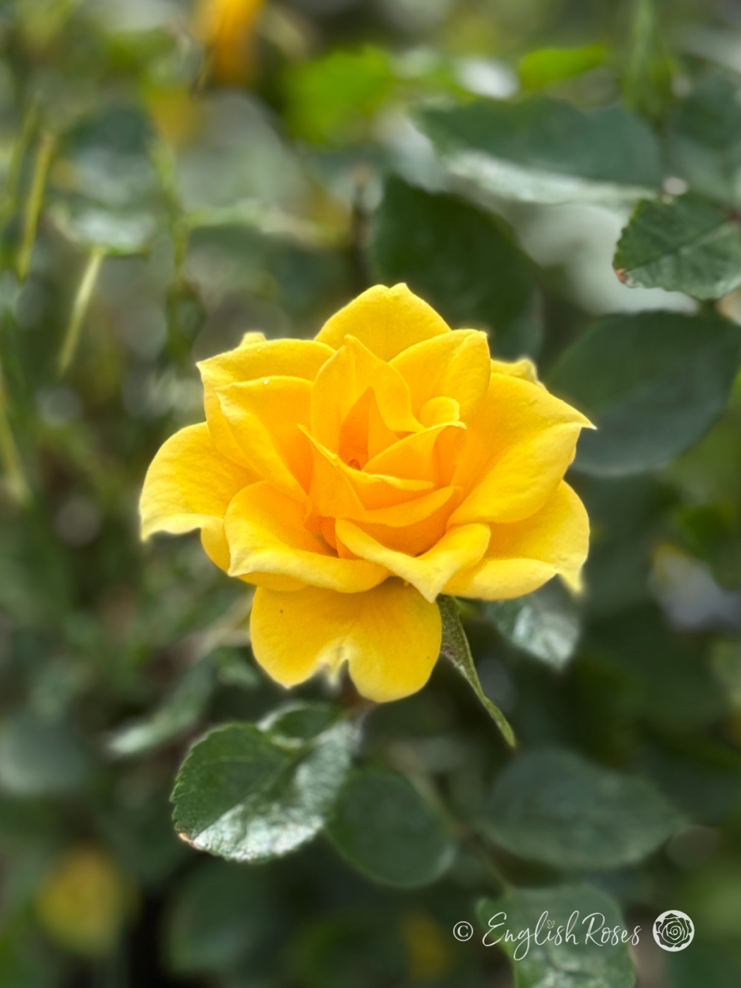 Father's Day Gift Rose - Flower Power Gold Rose - English Roses