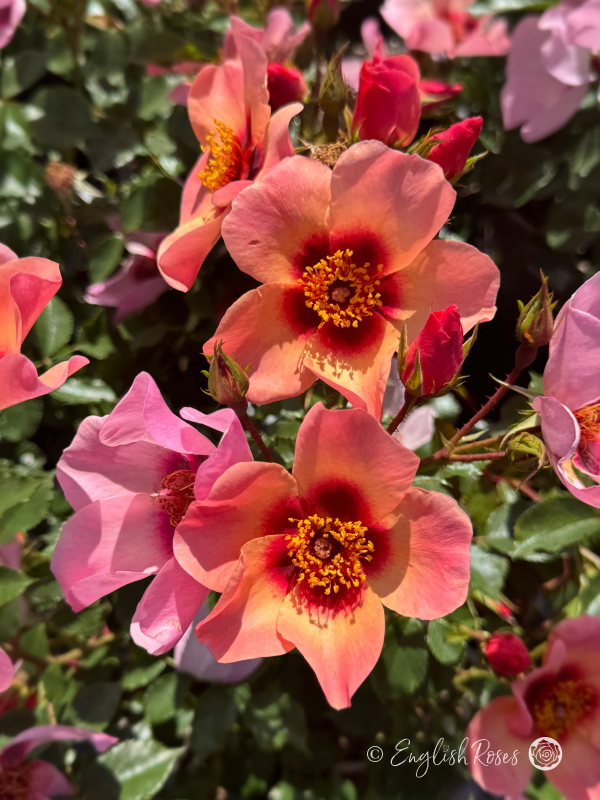 Named Roses Gifts - Roses With A Name - English Roses
